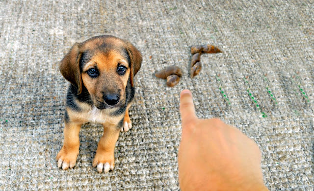 Chien qui fait caca dans la maison (Ce que vous devez savoir)