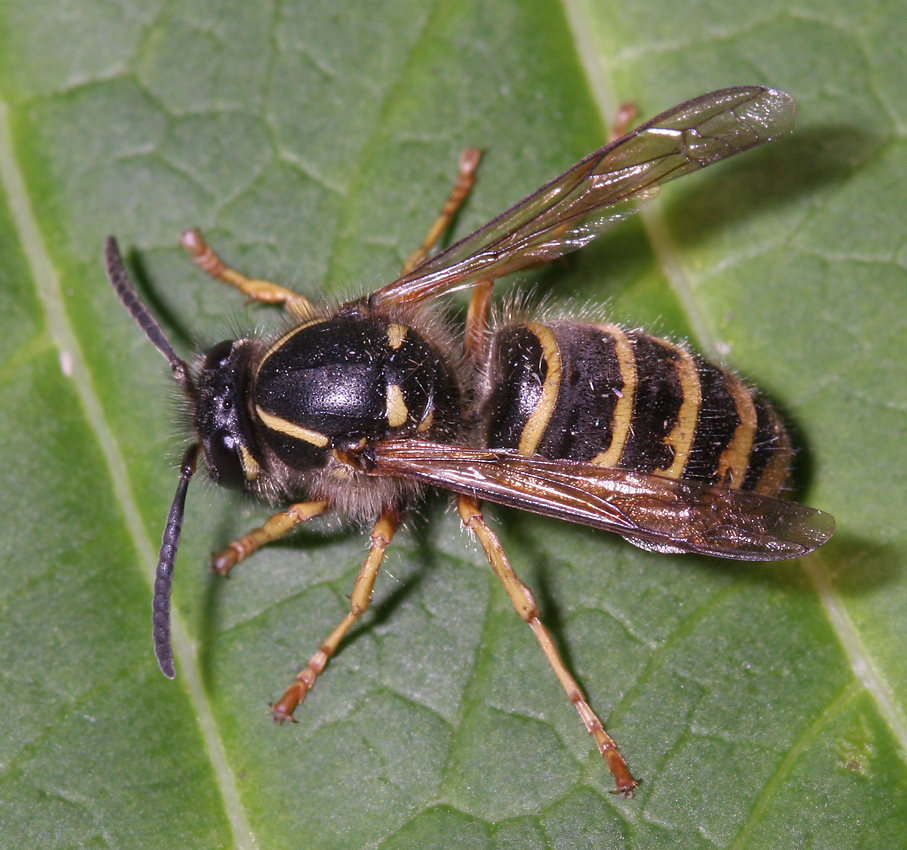 Gower Wildlife: worth keeping an eye out for