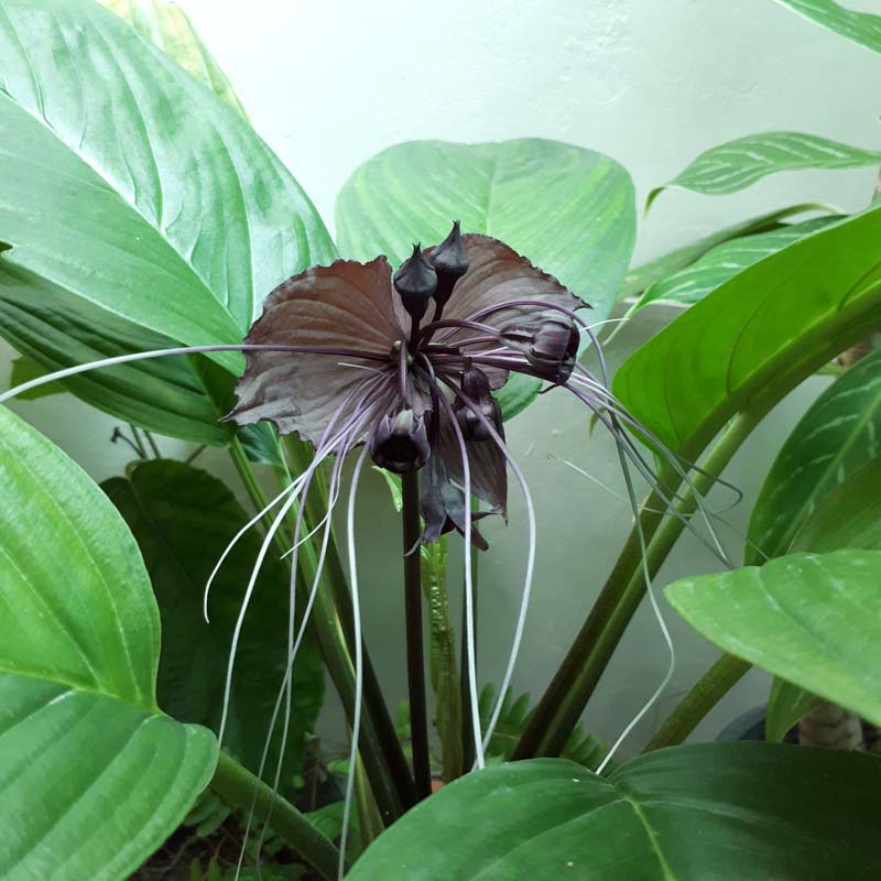 Ela Challenges #1977, 80, 85, 87, 2003, 04, 06; Refresher #214, 215 ...