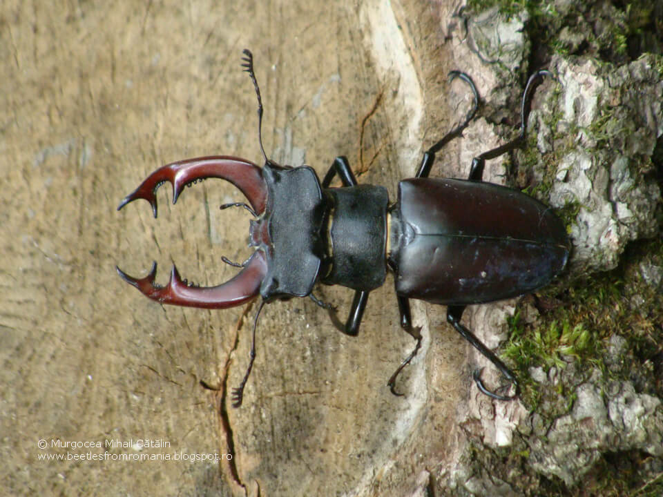 Beetles from Romania: Lucanus (Lucanus) cervus
