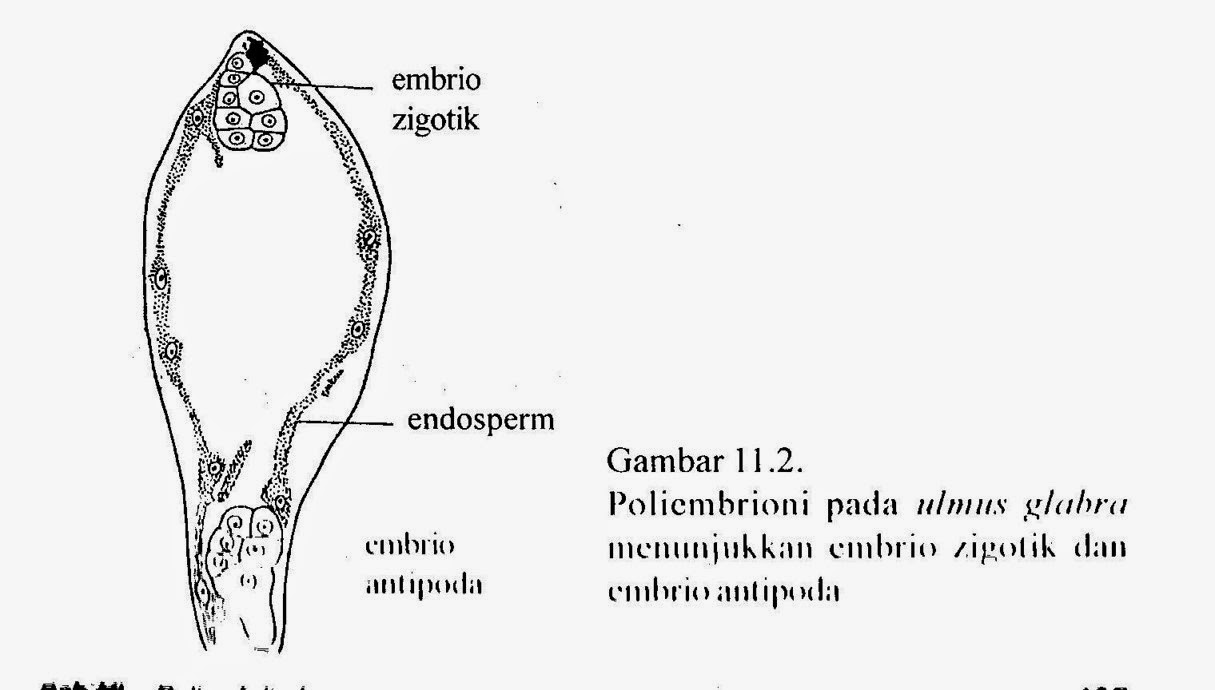 Amriadin Agroteknologi: Makalah metabolisme apomiksis poliembrionik dan ...