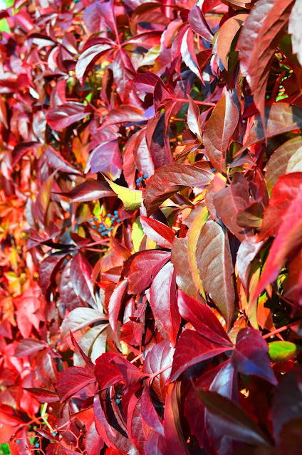 Jednoduchá krása: Šípky