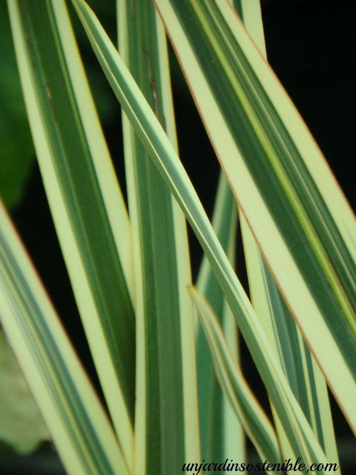 Phormium Tenax de hojas Purpureum, Varigadas o Matizadas y Tricolor.