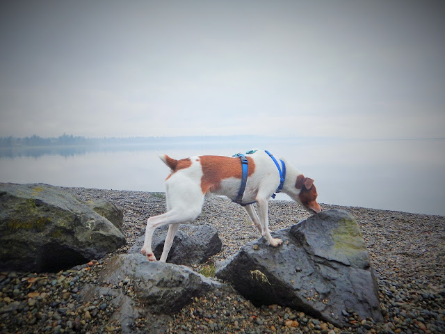 Out & About: Fog dog