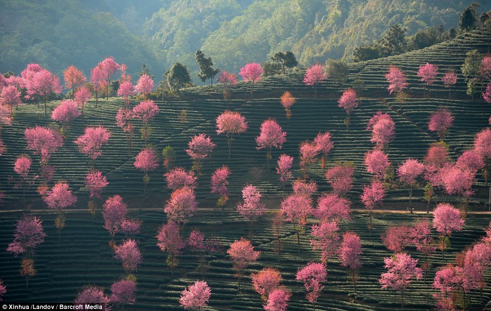 Khabarkini: Keindahan Musim Bunga Di China