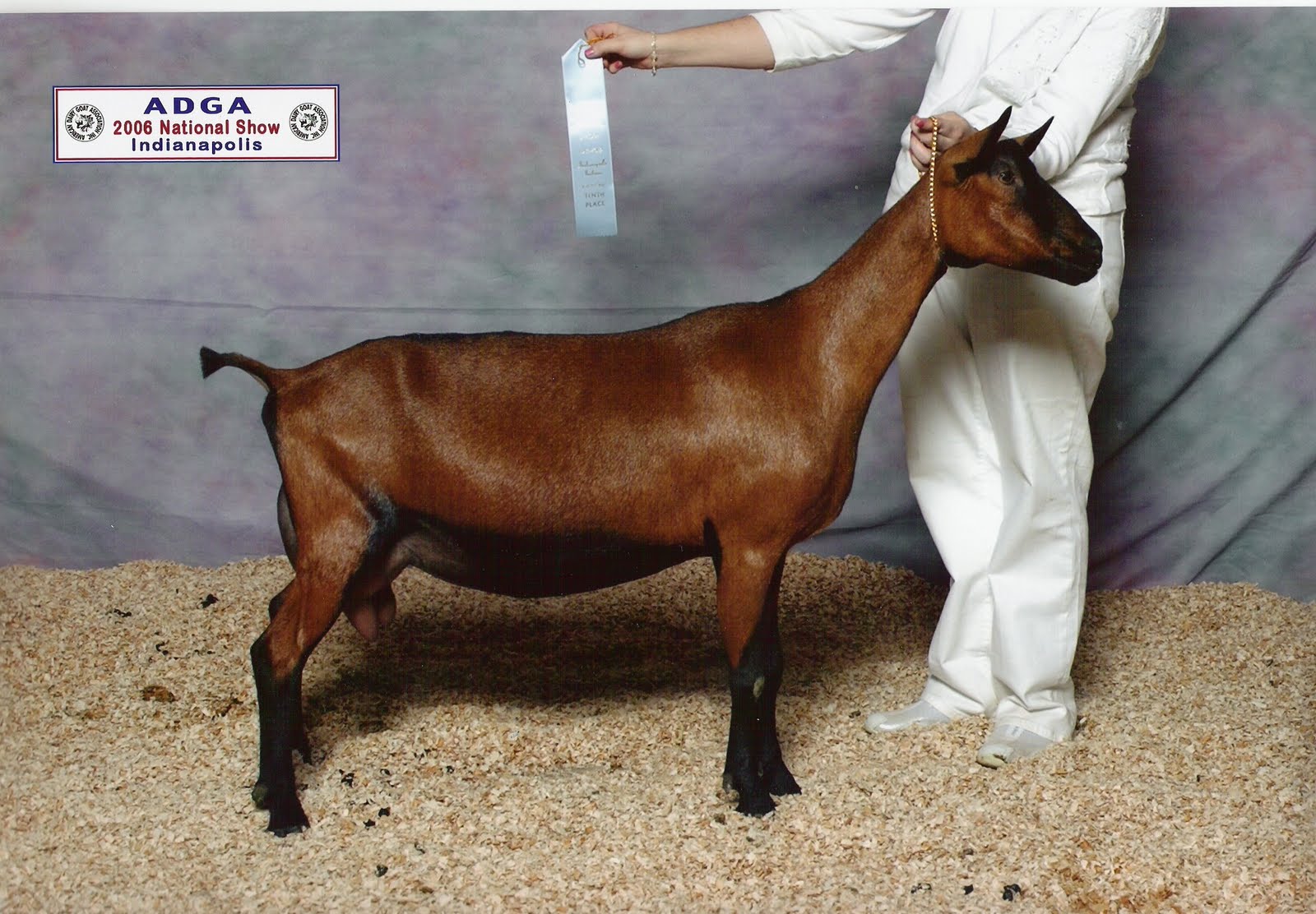 Southern Touch Farm: Dairy Goats