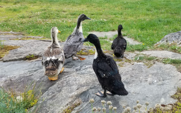 Preventing and Treating Angel Wing in Ducklings - Fresh Eggs Daily ...