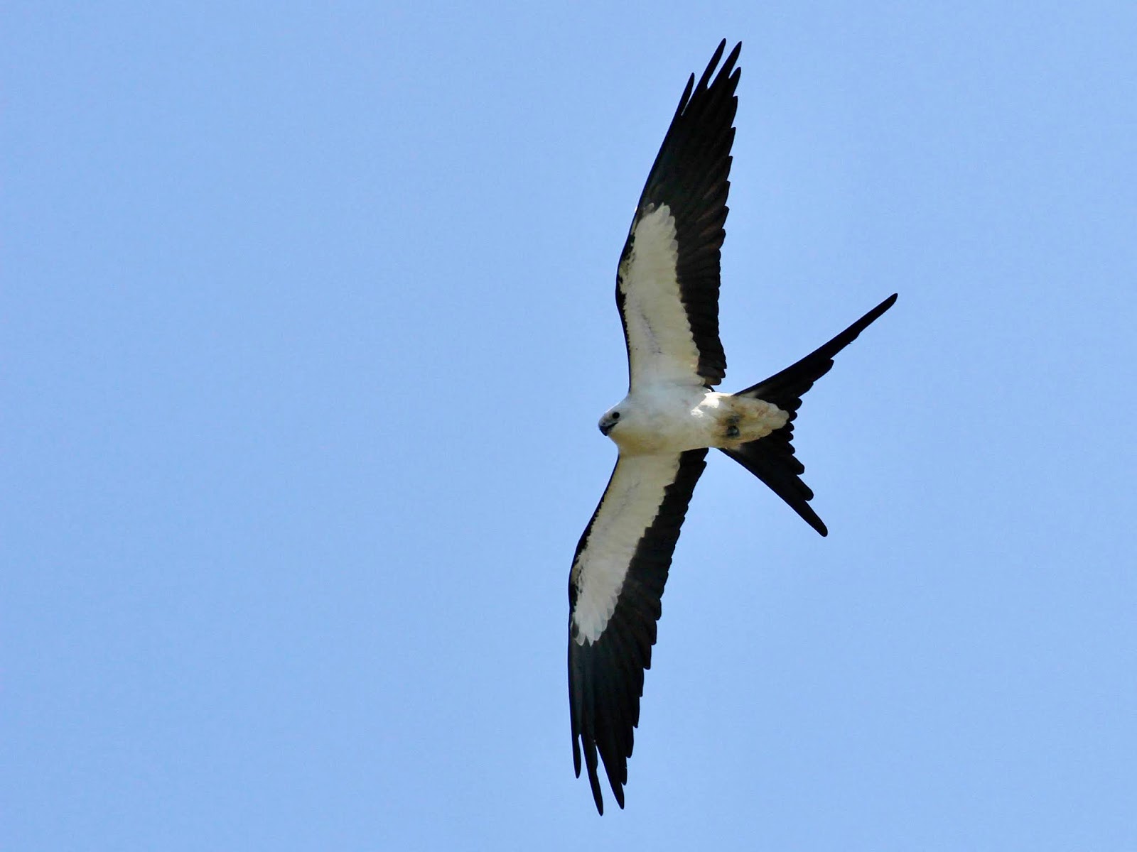 Southwest Daily Images: Swallow-tailed kites
