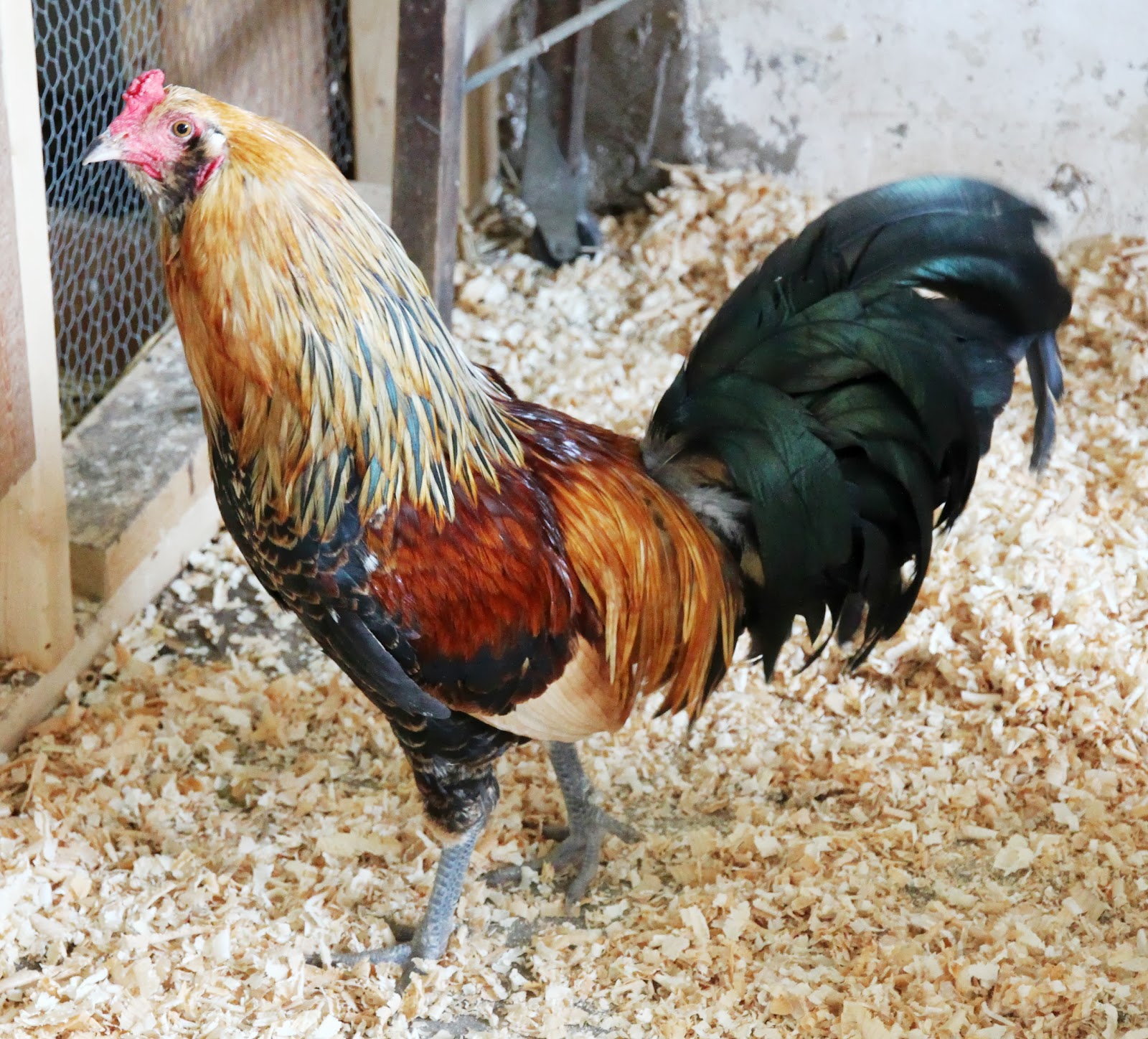 JD @ Christieview Farm: A bearded Ameraucana rooster has arrived at CVF