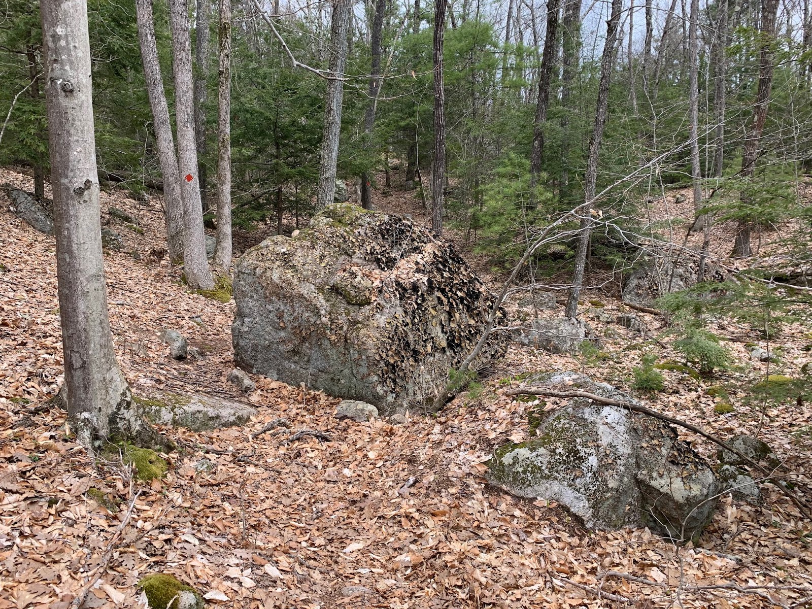 The Feral Irishman: Today's Hike.. Boulders In The Woods...