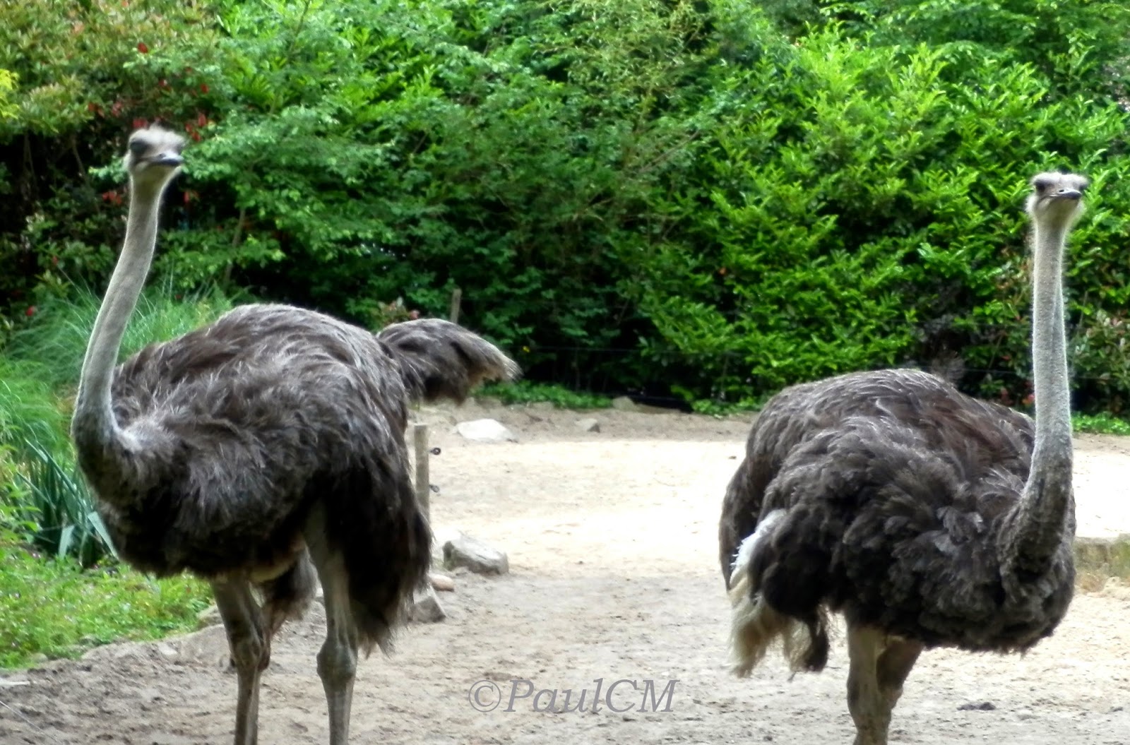 Paul vertelt: STRUIS