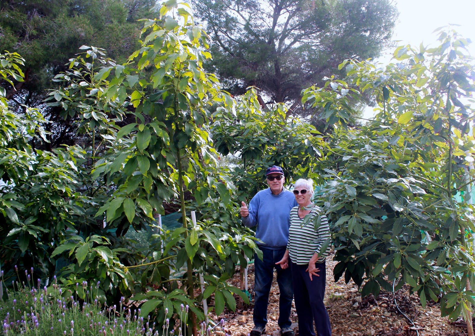 Vis-à-vis: Velika plantaža avokada u B(a)rgujcu