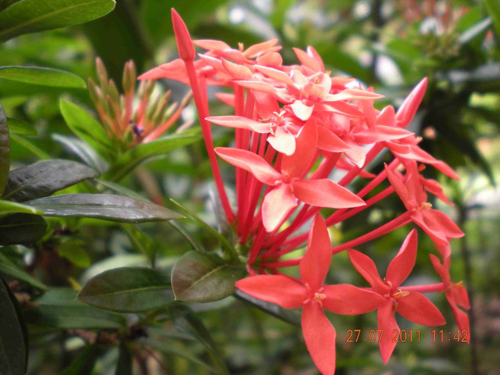 The Early Malay Doctors: Siantan