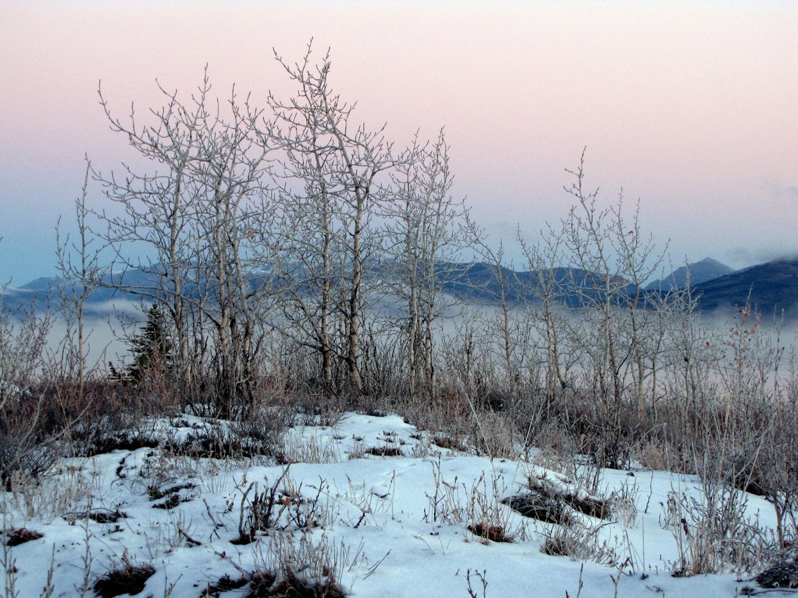 Letting in the Light: End of Fall . . . . Beginning of Winter