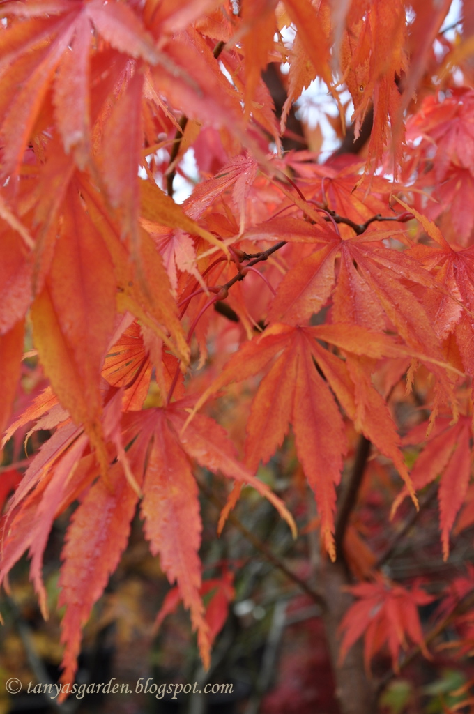 MySecretGarden: Japanese Maples. Picture Gallery