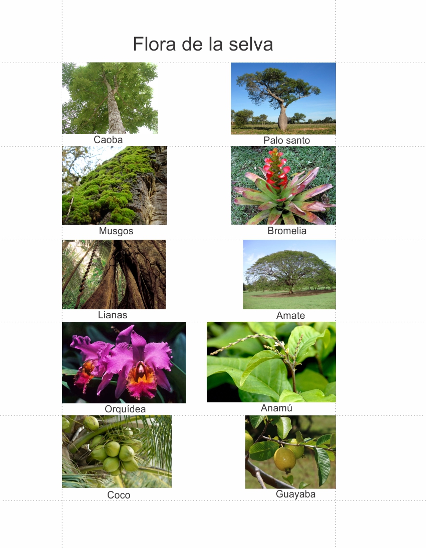 Ando aprendiendo: Geografía, ejemplos de Fauna y Flora de la Selva