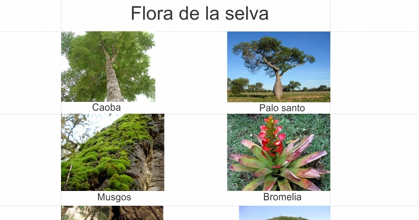 Flora Y Fauna De La Selva Tropical Humeda - chefli