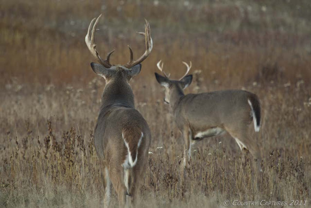 Country Captures: A Hour in a Buck's Life: Part 1