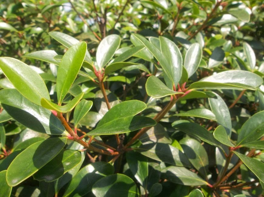 Future Plants by Randy Stewart: Cleyera japonica - Ternstroemia