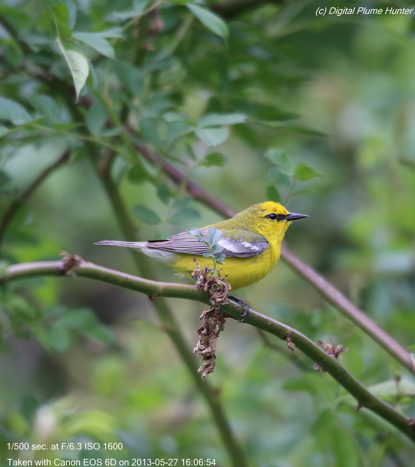 Hunting Digital Plumes in the US and Beyond: Indigo Bunting, Blue ...