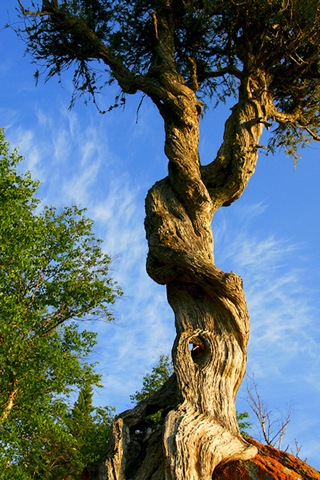 Native American Learners: History