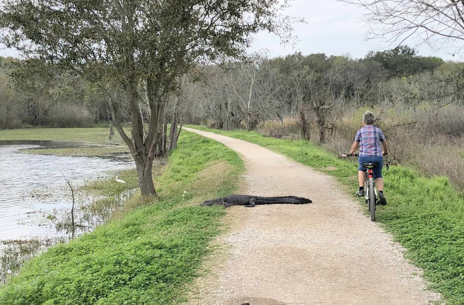 Wandering His Wonders: Can you guess how many alligators we saw today?
