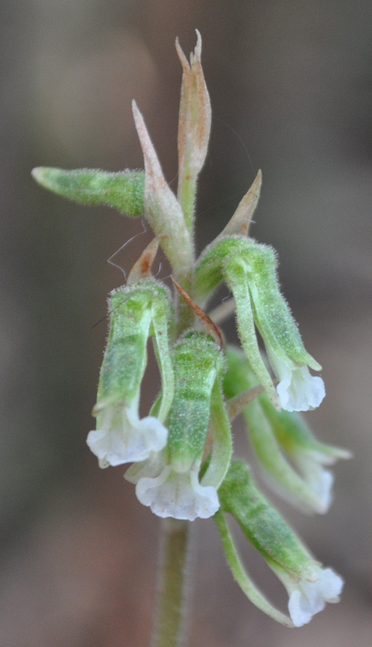 FLORA DE MISIONES Argentina: ORCHIDACEAE