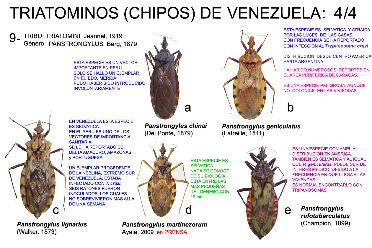 El Mundo de los Artropodos: COMO RECONOCER UN TRIATOMINO = CHIPO