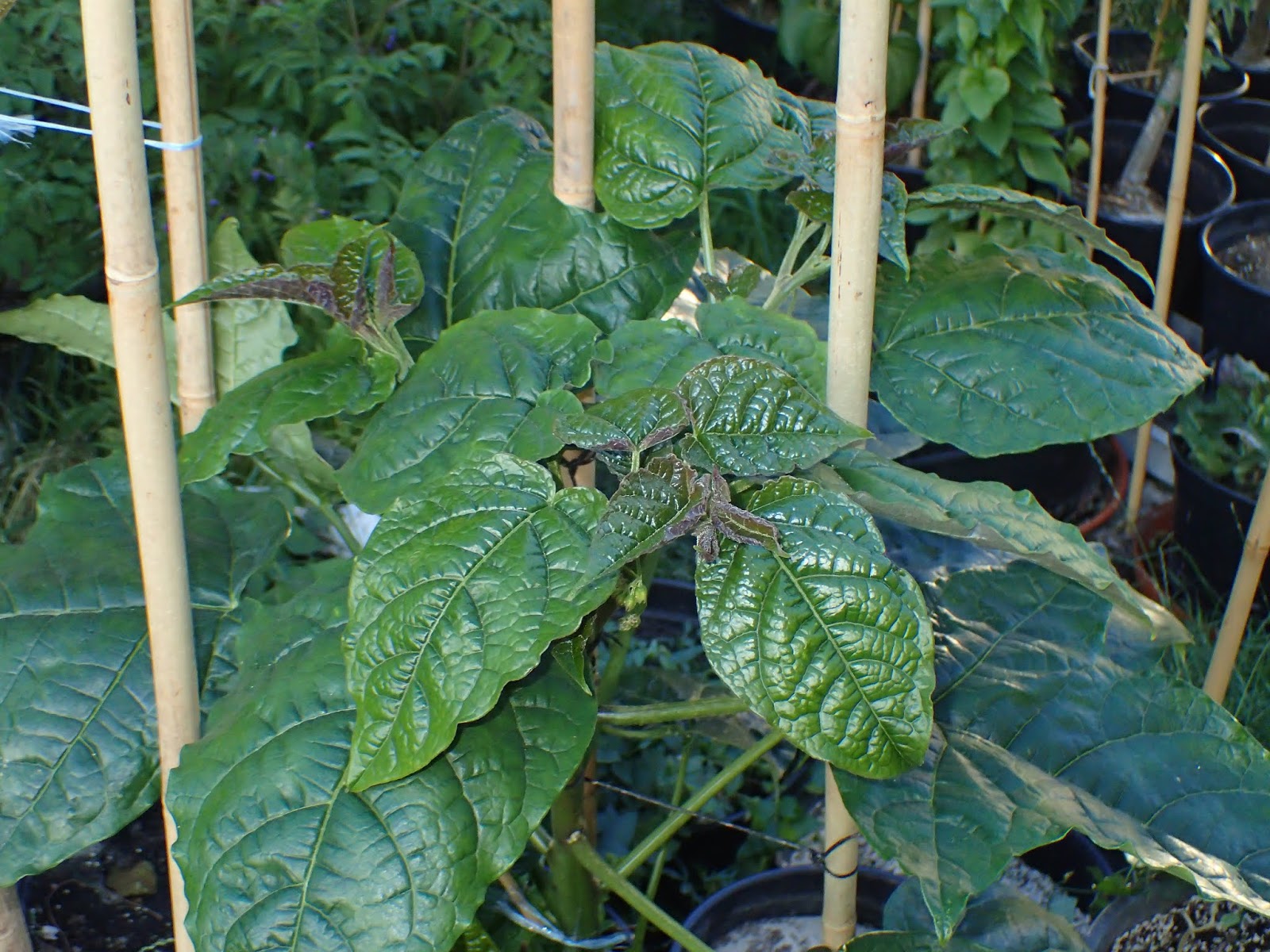Scirpidiella's Plants: Hybrid of Hardy Tamarillo’s (Cyphomandra ...