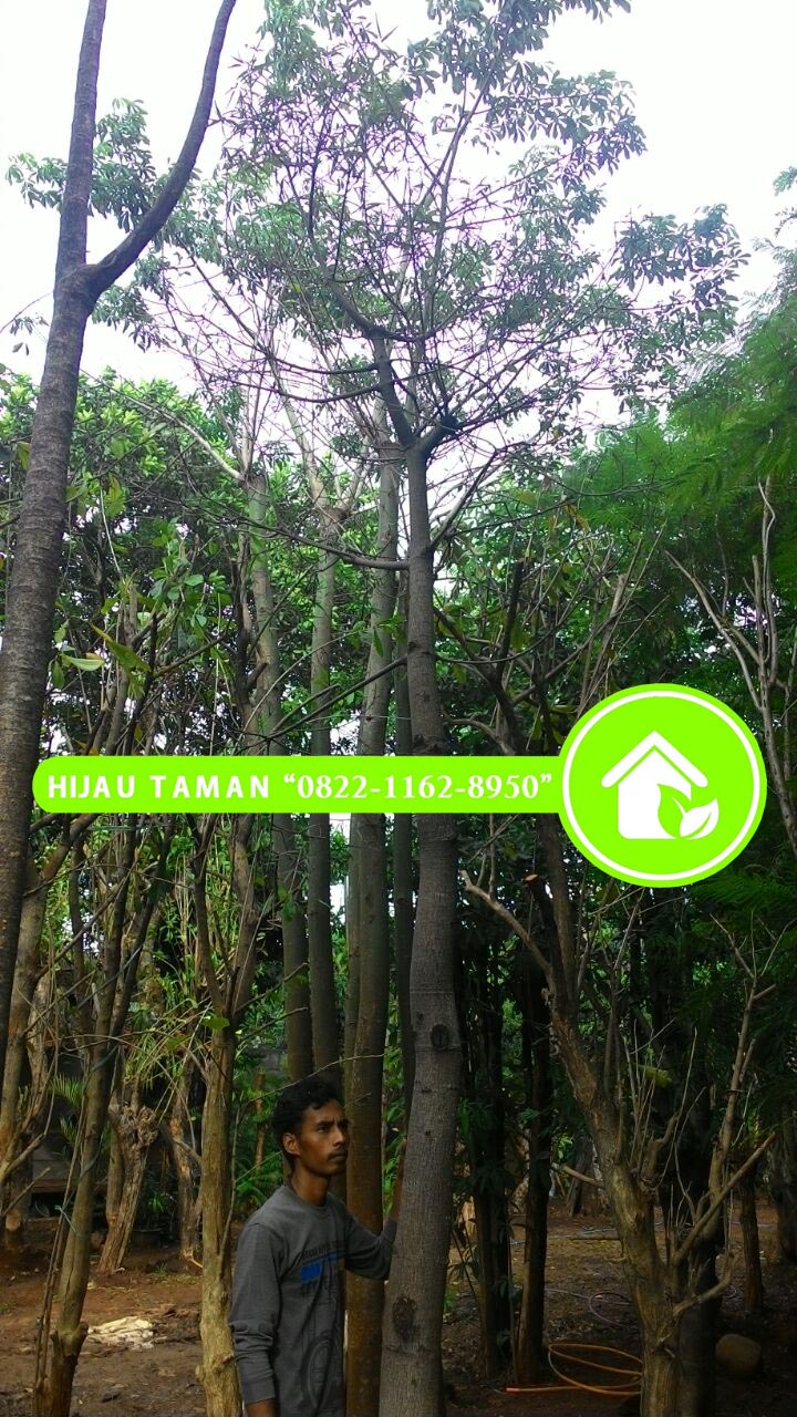 JUAL POHON BOTTLE TREE | TANAMAN MAHAL | POHON MAHAL | TANAMAN MEWAH ...