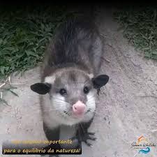 SABER CERRADO - PREALG/BPMA/PMDF - Arte Educação Ambiental e Segurança ...