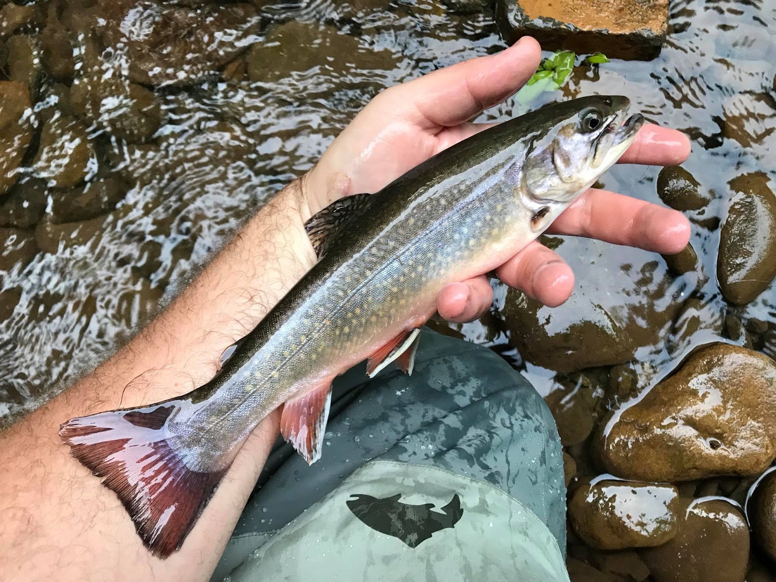 Full Circle Outdoor Lifestyle: The Mop Fly: Love It or Hate It?