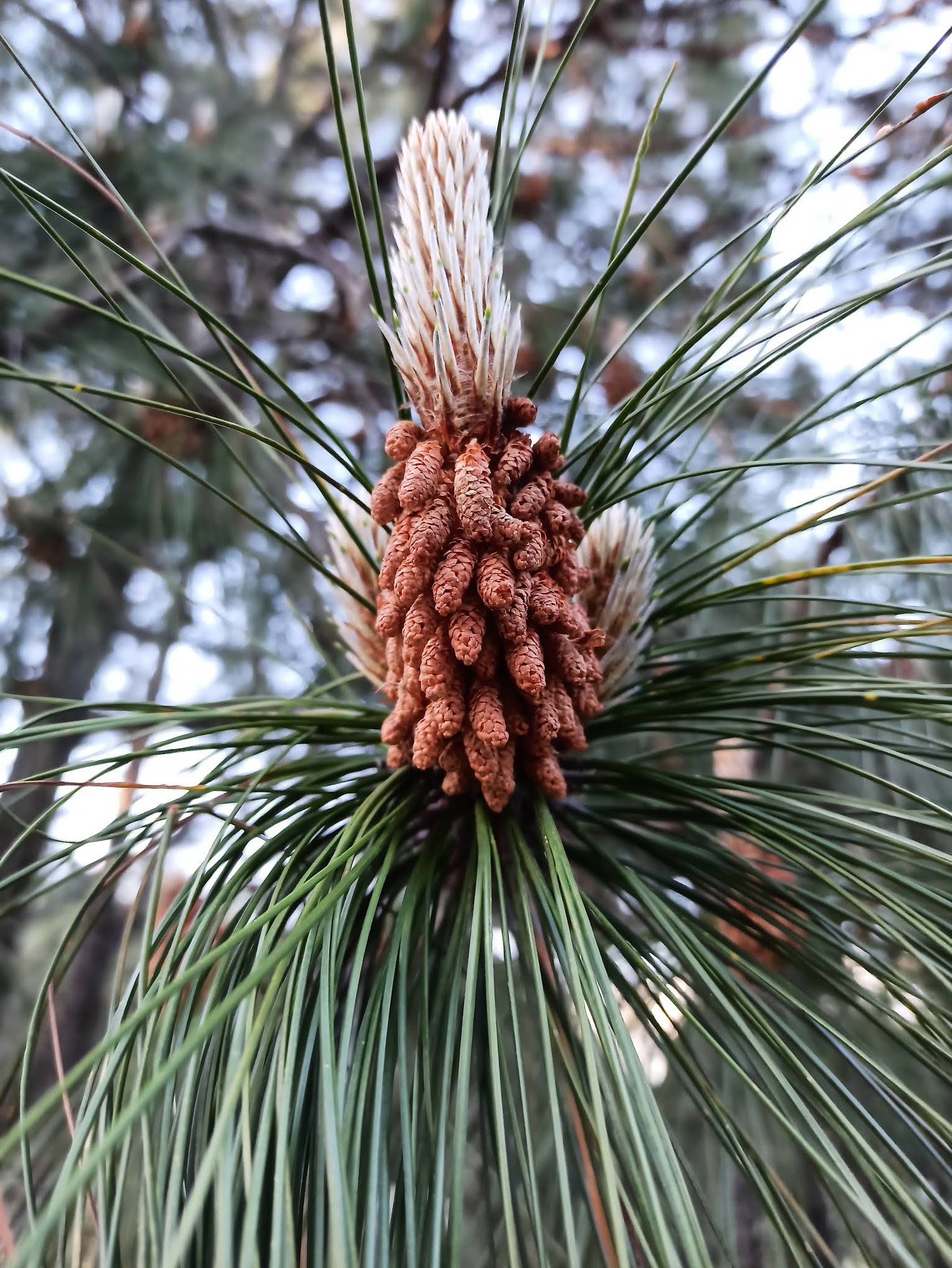 Instant Forestry - Forestry Mock Test: Indigenous Pines of India