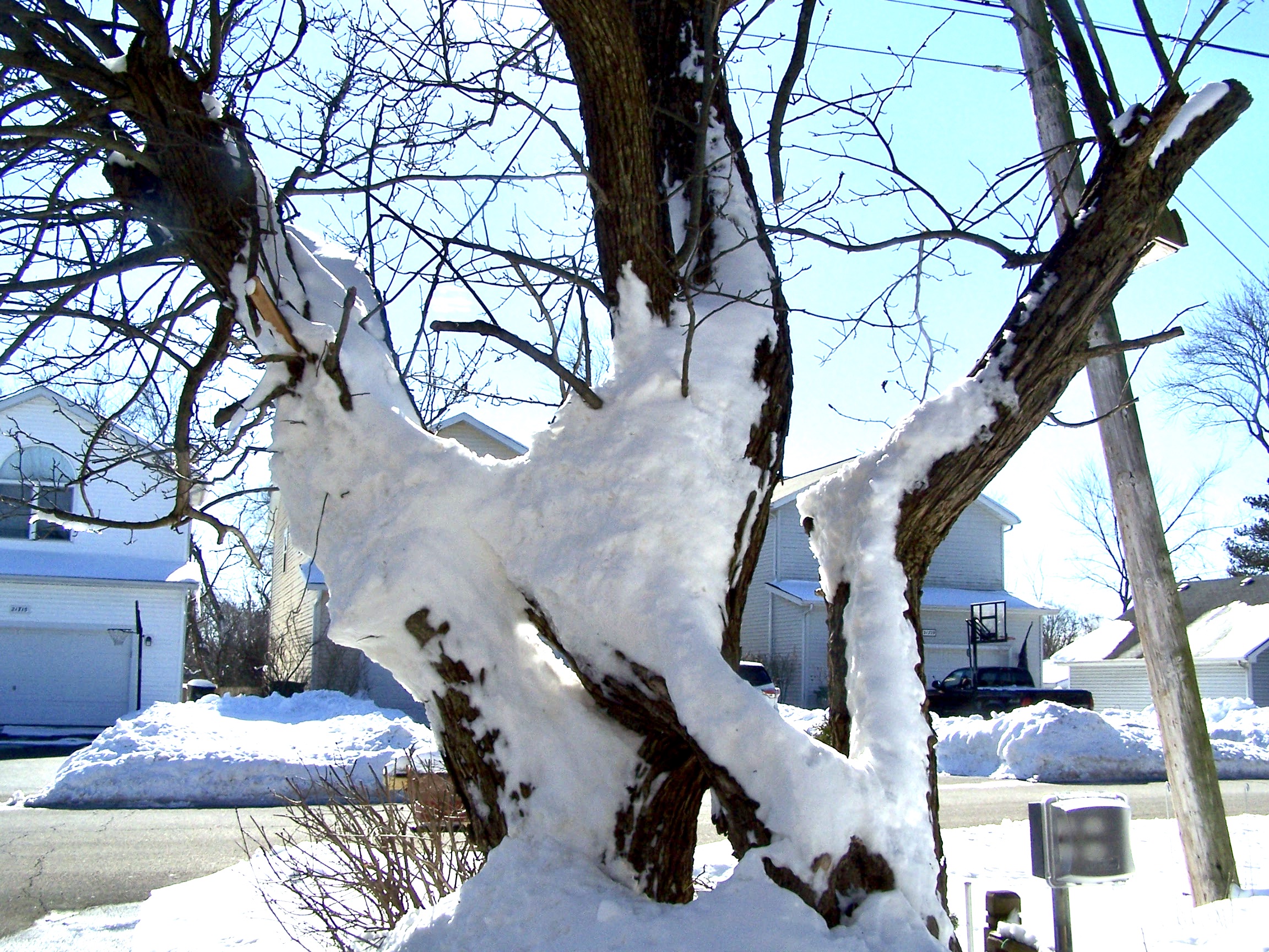 Somethings Old, New, Green, Redo!: Midwest Gardening: Snow, Critters ...