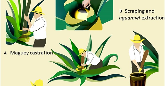 Science Stuff : Emasculation: Definition Process Precaution