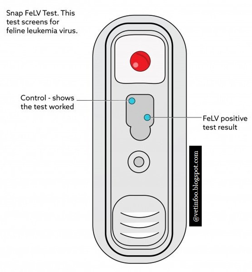 How to tell if your cat has Feline Leukemia Virus (FeLV)