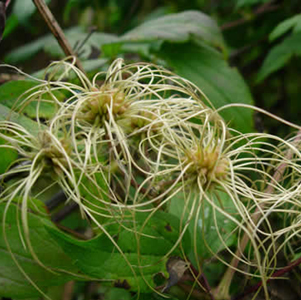 Gardens Inspired: Spooky, sinister and scary plants