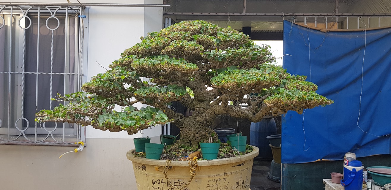 Pinoy Bonsai