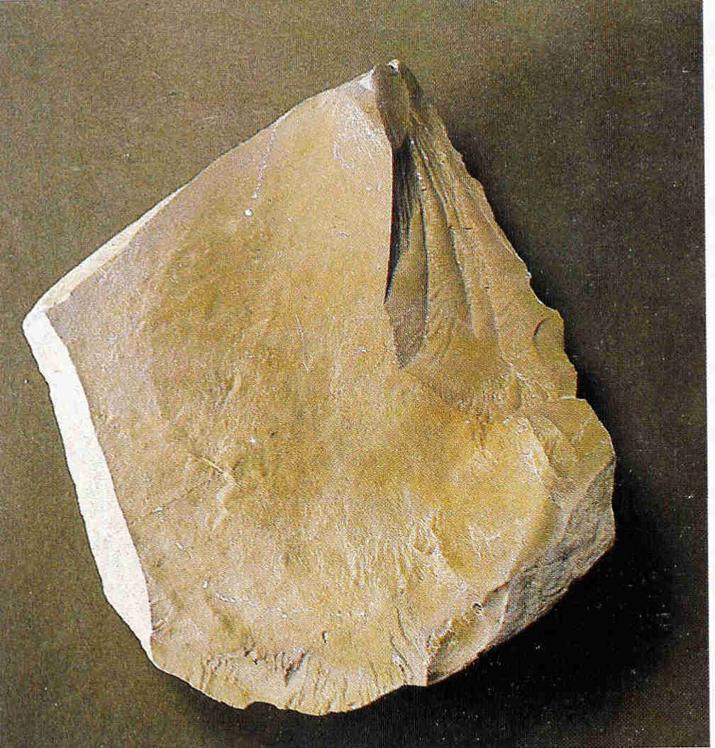 A la palestra : ROCA SEDIMENTARIA - CALIZA