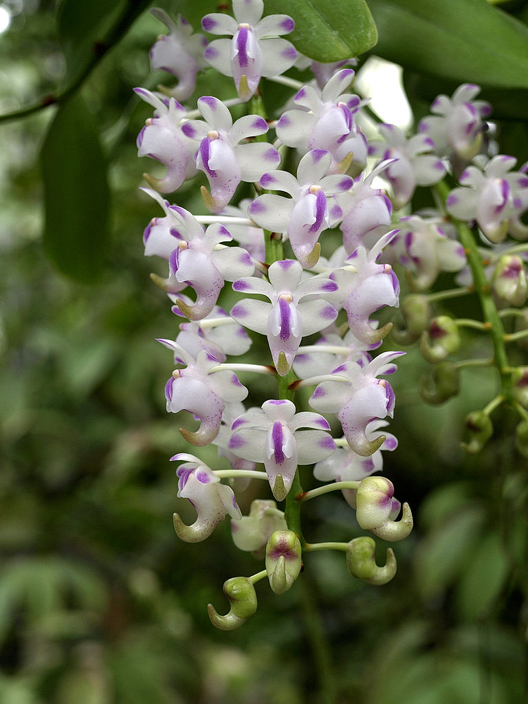 Grow and care Aerides odorata orchid - The Fragrant Aerides | Travaldo ...