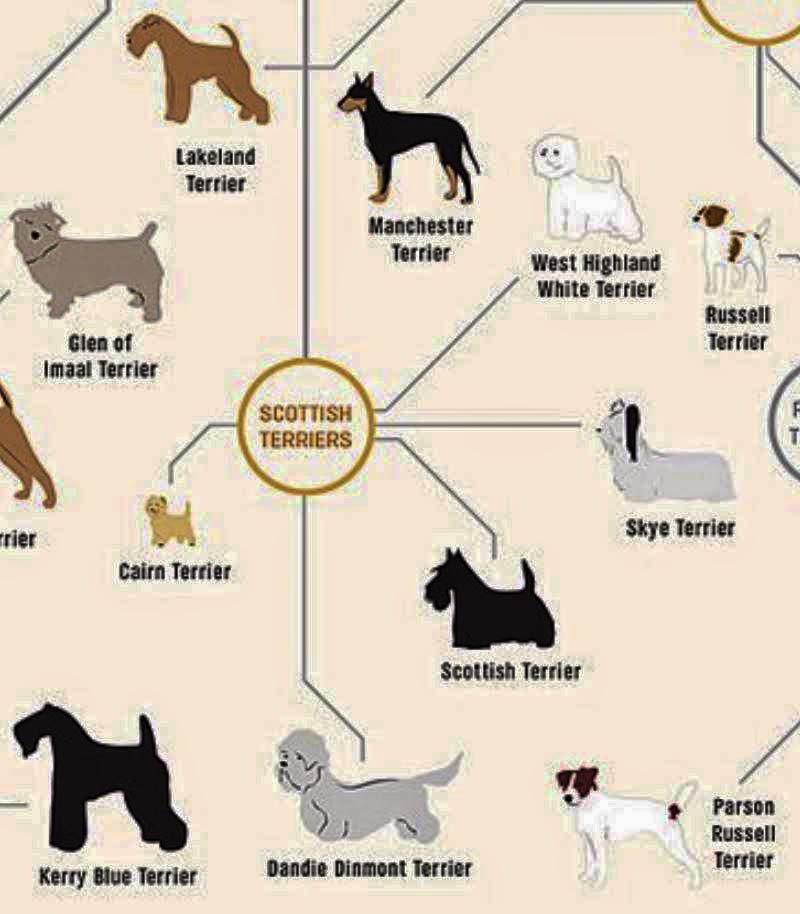 Canine Family Tree Chart