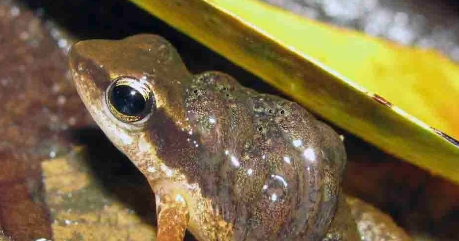 Species New to Science: [Herpetology • 2018] Allobates tinae • A New ...