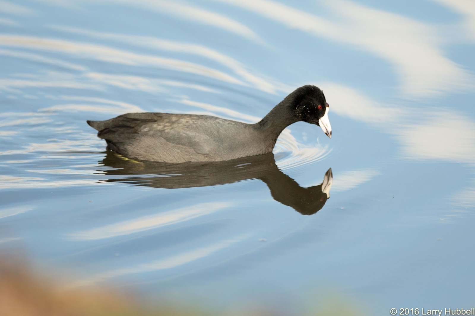 Union Bay Watch : An Odd Duck