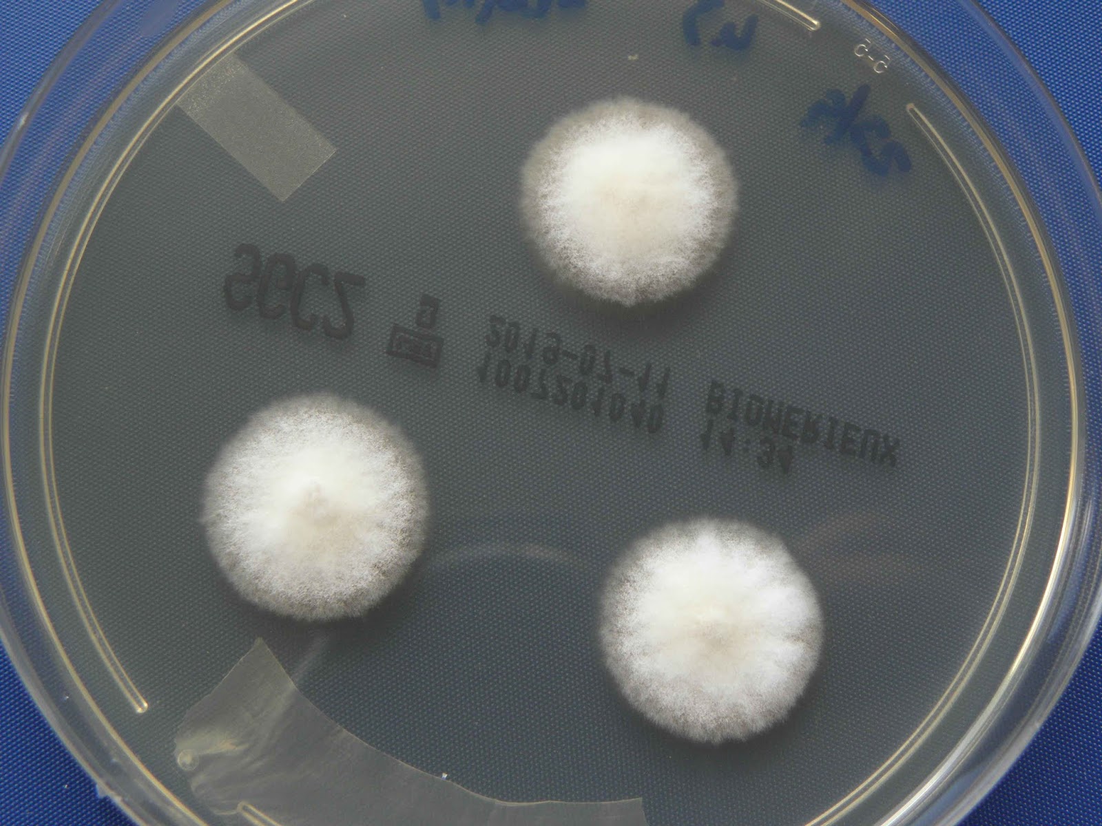ATLAS MICOLOGIA: TRICHOPHYTON INTERDIGITALE