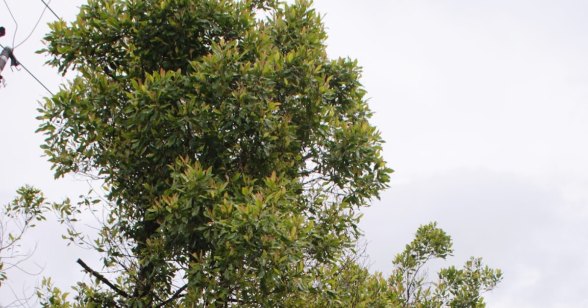 Tumbuhan Cengkeh: Klasifikasi, Ciri-ciri, Manfaat, dan Kandungan - Biologizone