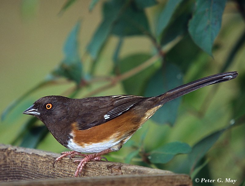 Biocursounam: La formación de especies