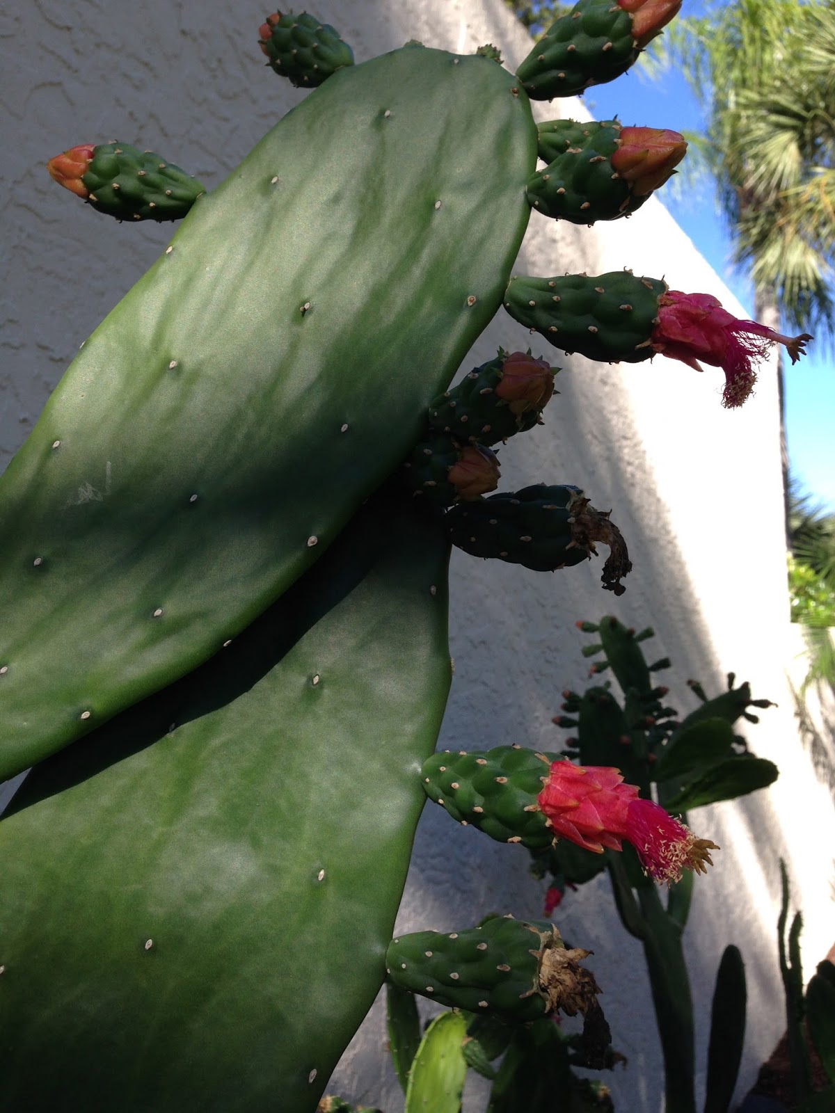 Wildewood Wonders: Florida has a native cactus: prickly pear