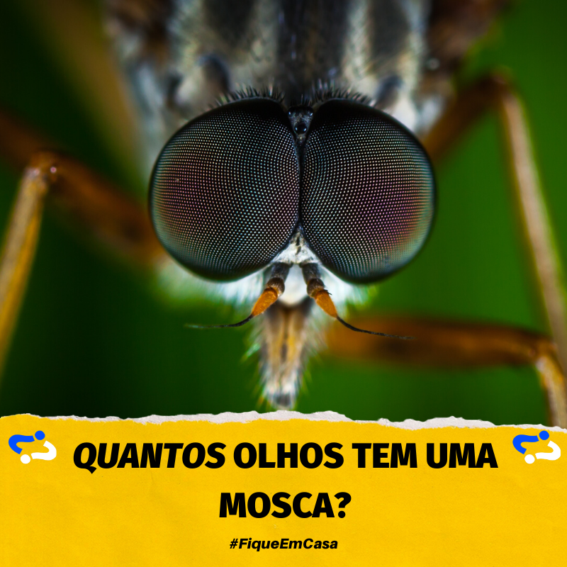 QUANTOS OLHOS TEM UMA MOSCA?