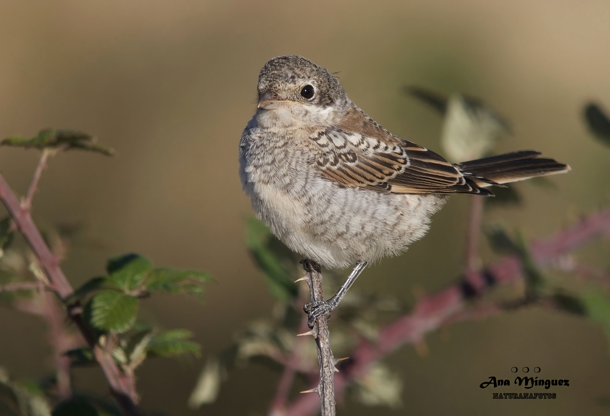 NATURANAFOTOS: Alcaudón común/ Woodchat Shrike
