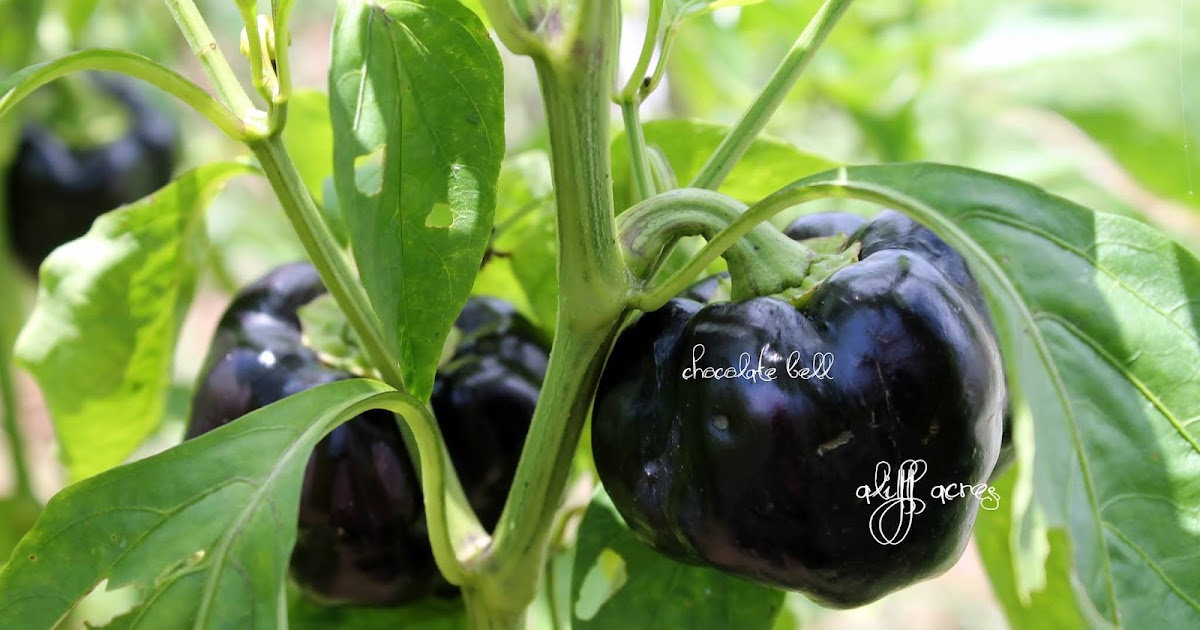 Chocolate bells for the win......